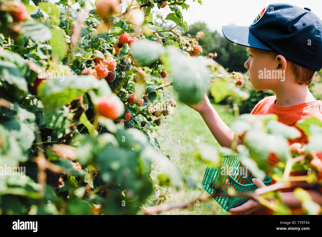 Boy harvesting raspberries at farm Stock Photo - Alamy
