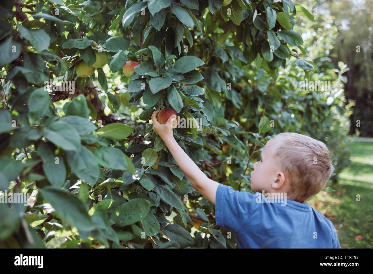 Side by side apple trees hi-res stock photography and images - Alamy