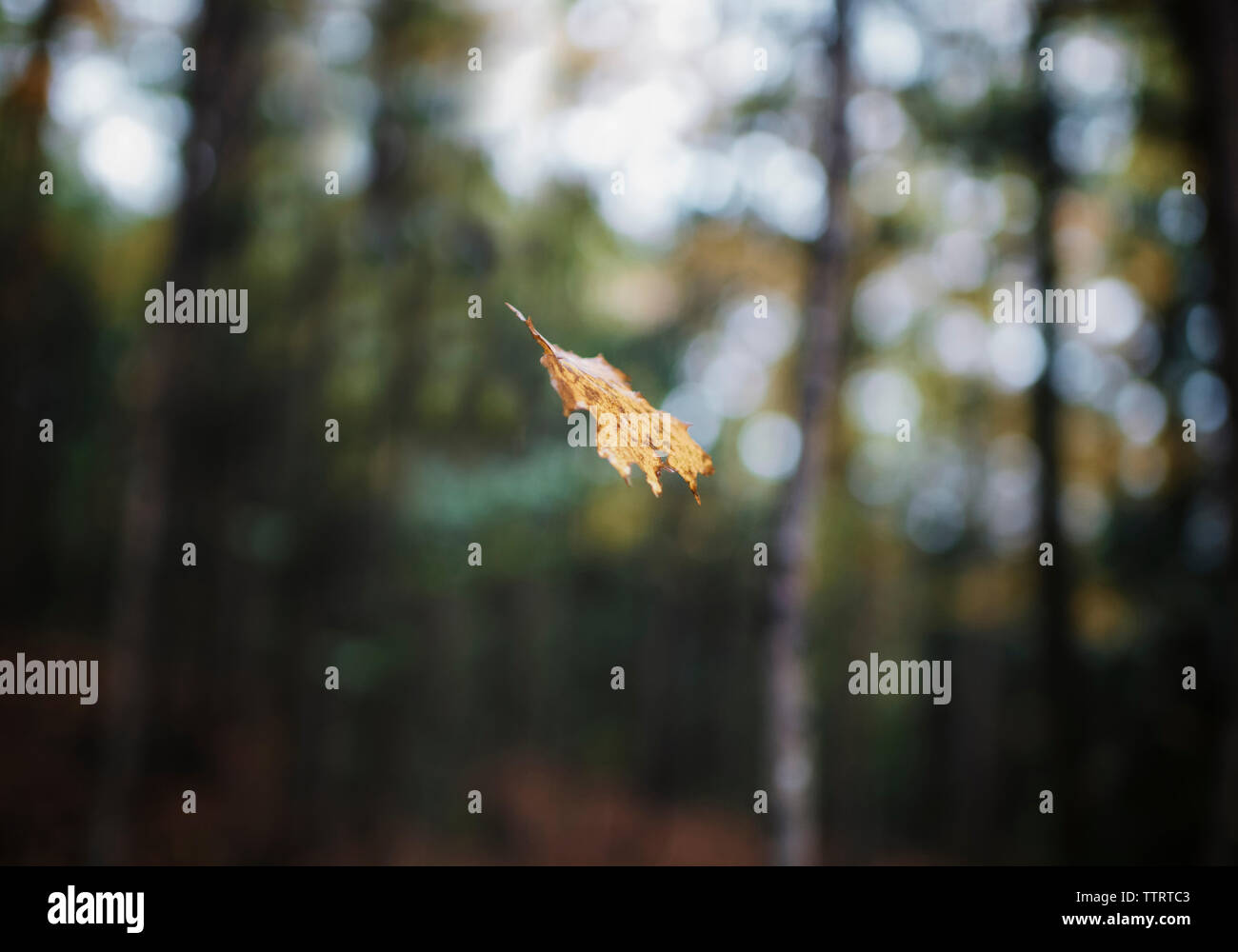 Leaf falling hi-res stock photography and images - Alamy
