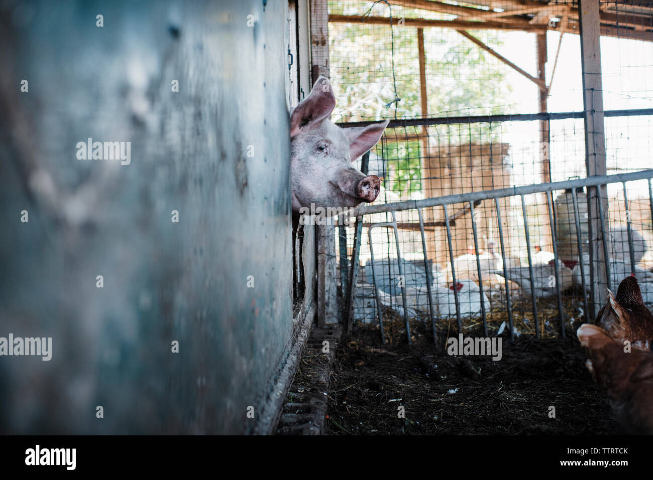 Farm animals chicken pig hi-res stock photography and images - Alamy