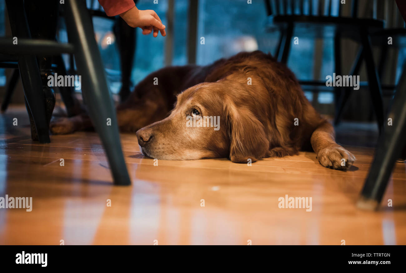 Dog lying floor hi-res stock photography and images - Alamy