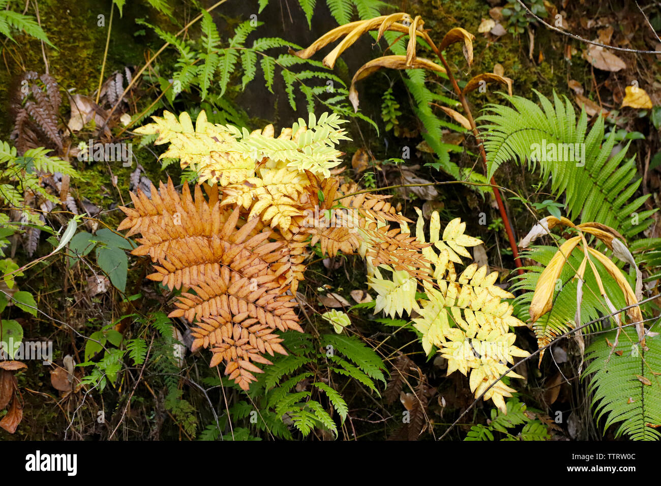 Chinese ferns hi-res stock photography and images - Alamy