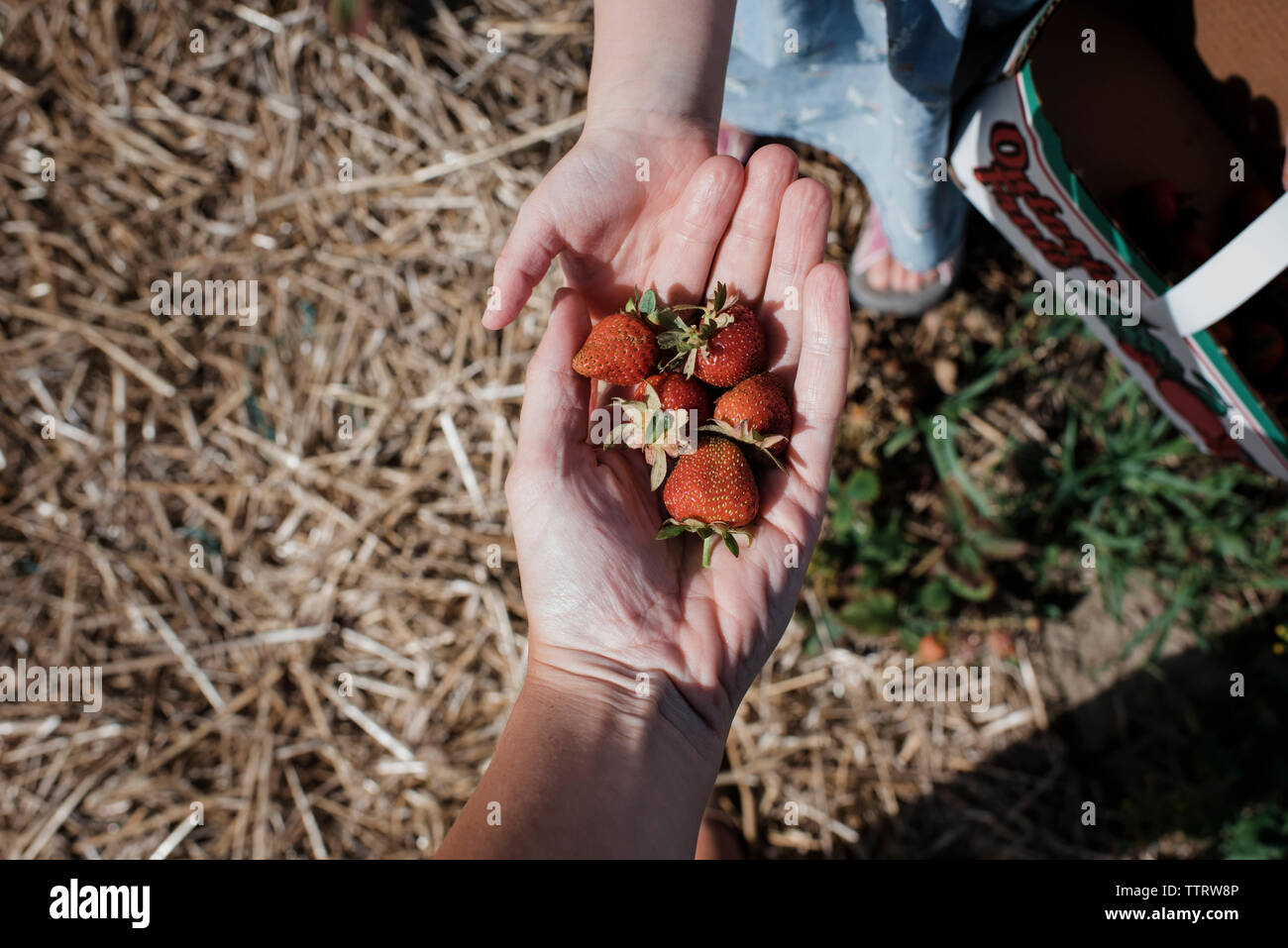 Mother hands giving fresh red hi-res stock photography and images - Alamy