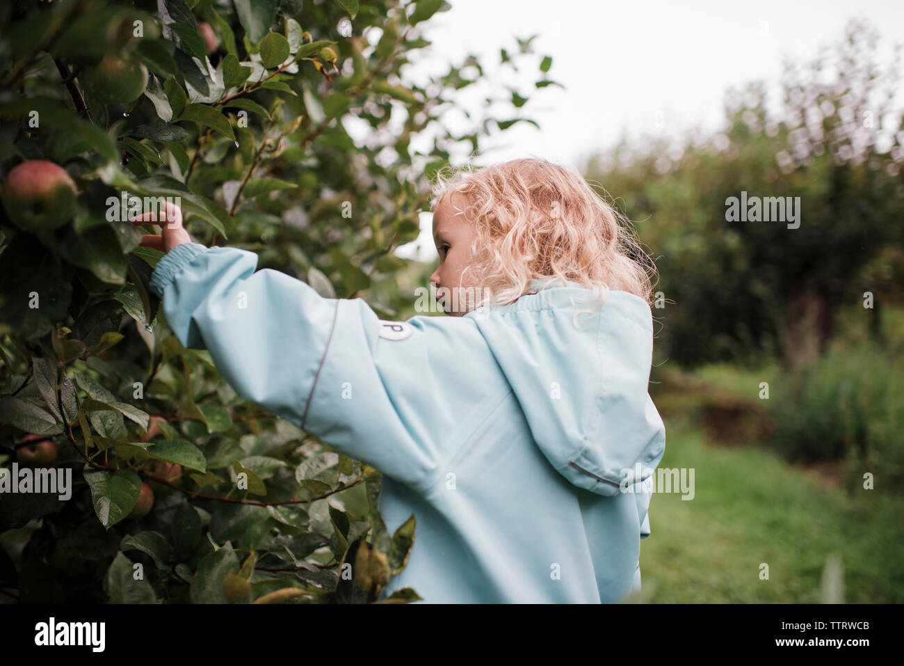 Side view of girl wearing raincoat picking apples from fruit tree at ...