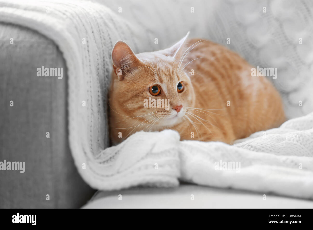 Cute cat on coach Stock Photo - Alamy