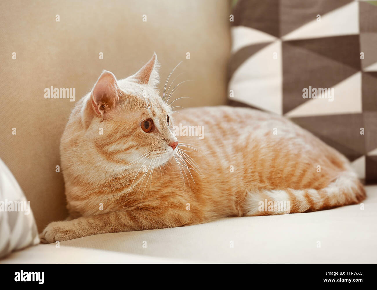 Cute cat on coach Stock Photo - Alamy