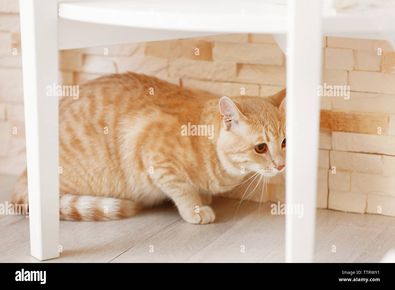 Funny cat under table Stock Photo - Alamy