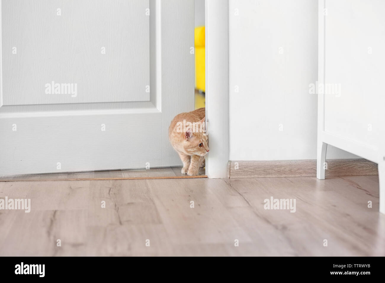 Curious cat entering room Stock Photo - Alamy