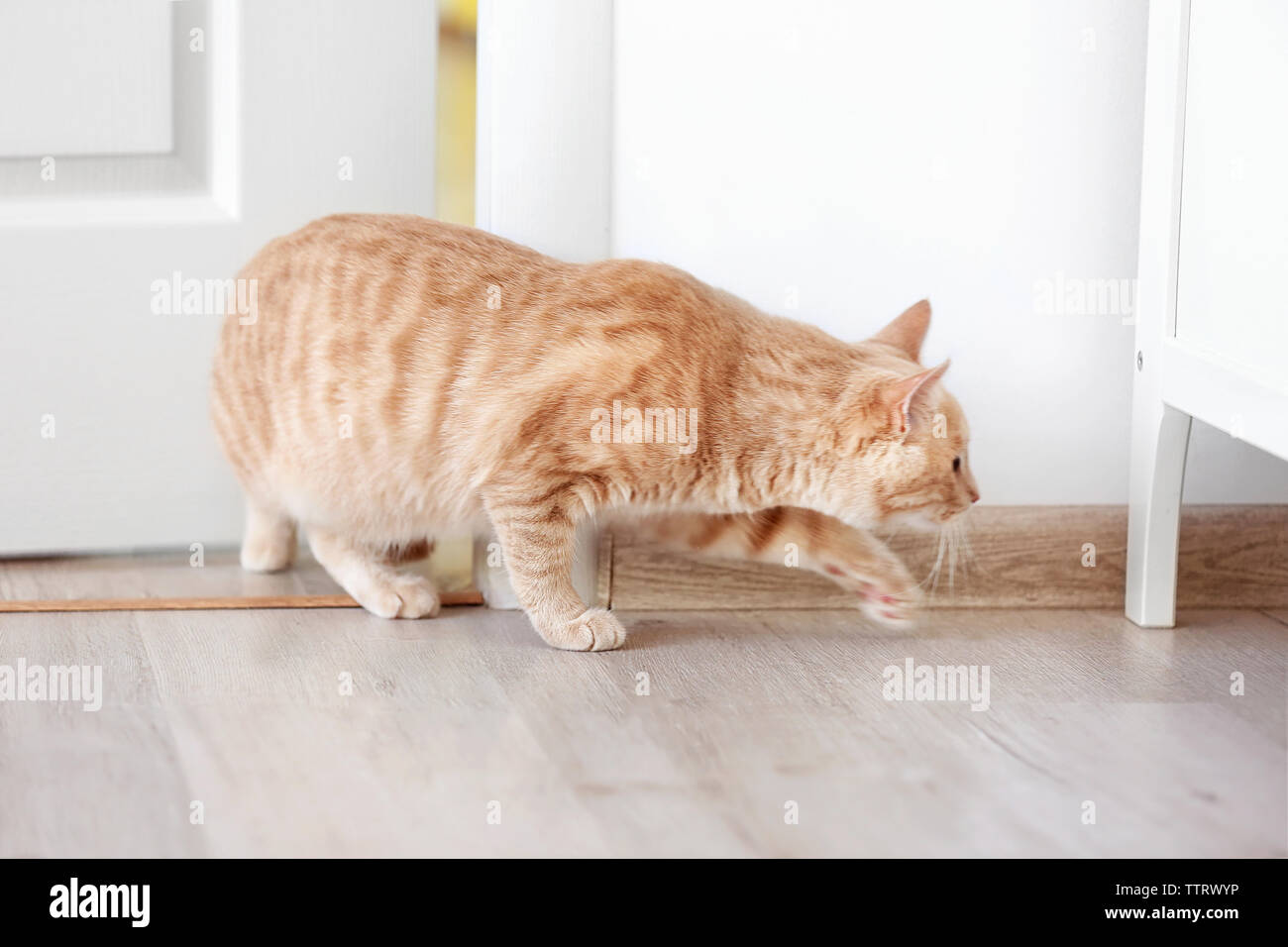 Curious cat entering room Stock Photo - Alamy