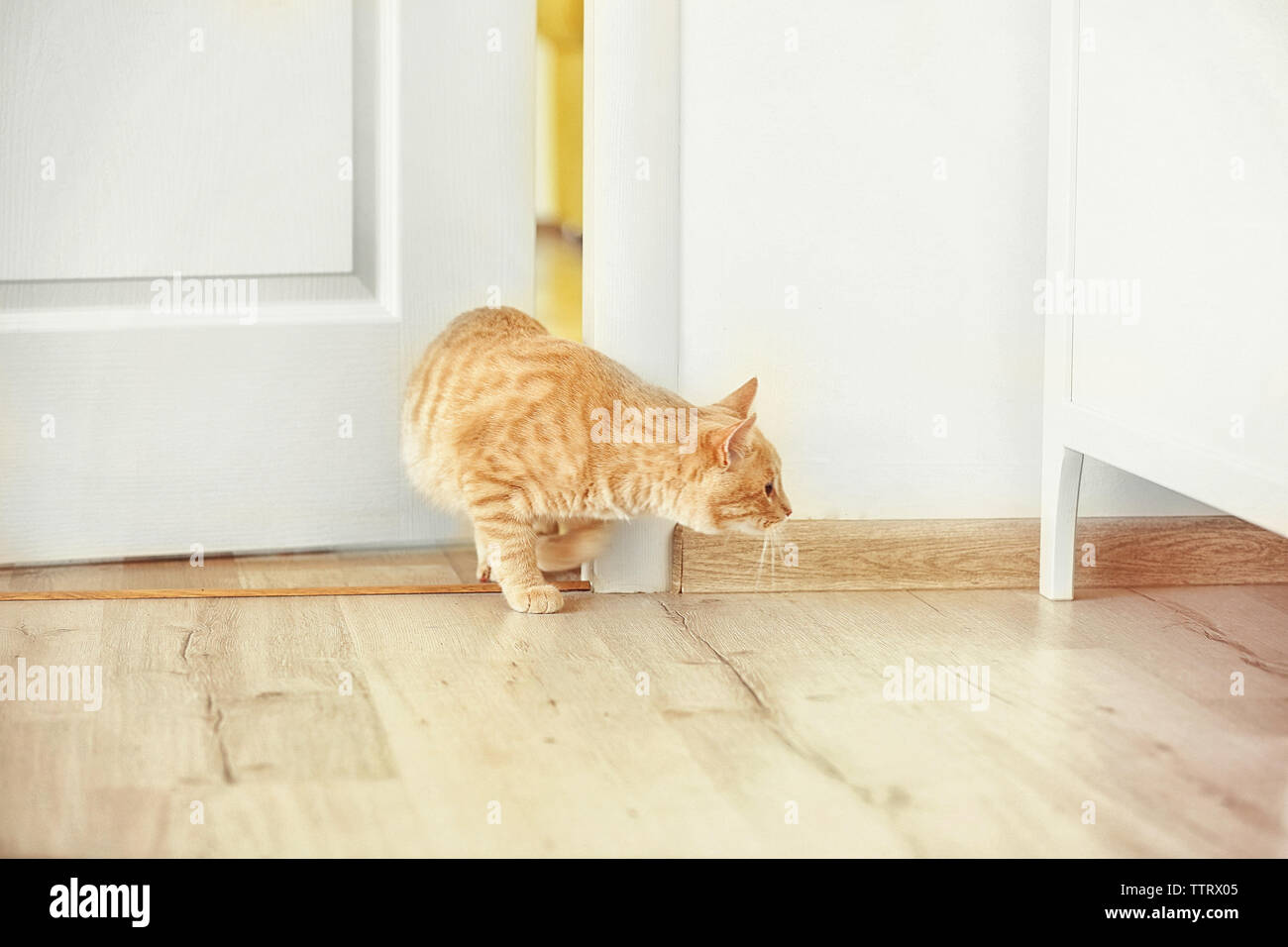 Curious cat entering room Stock Photo - Alamy
