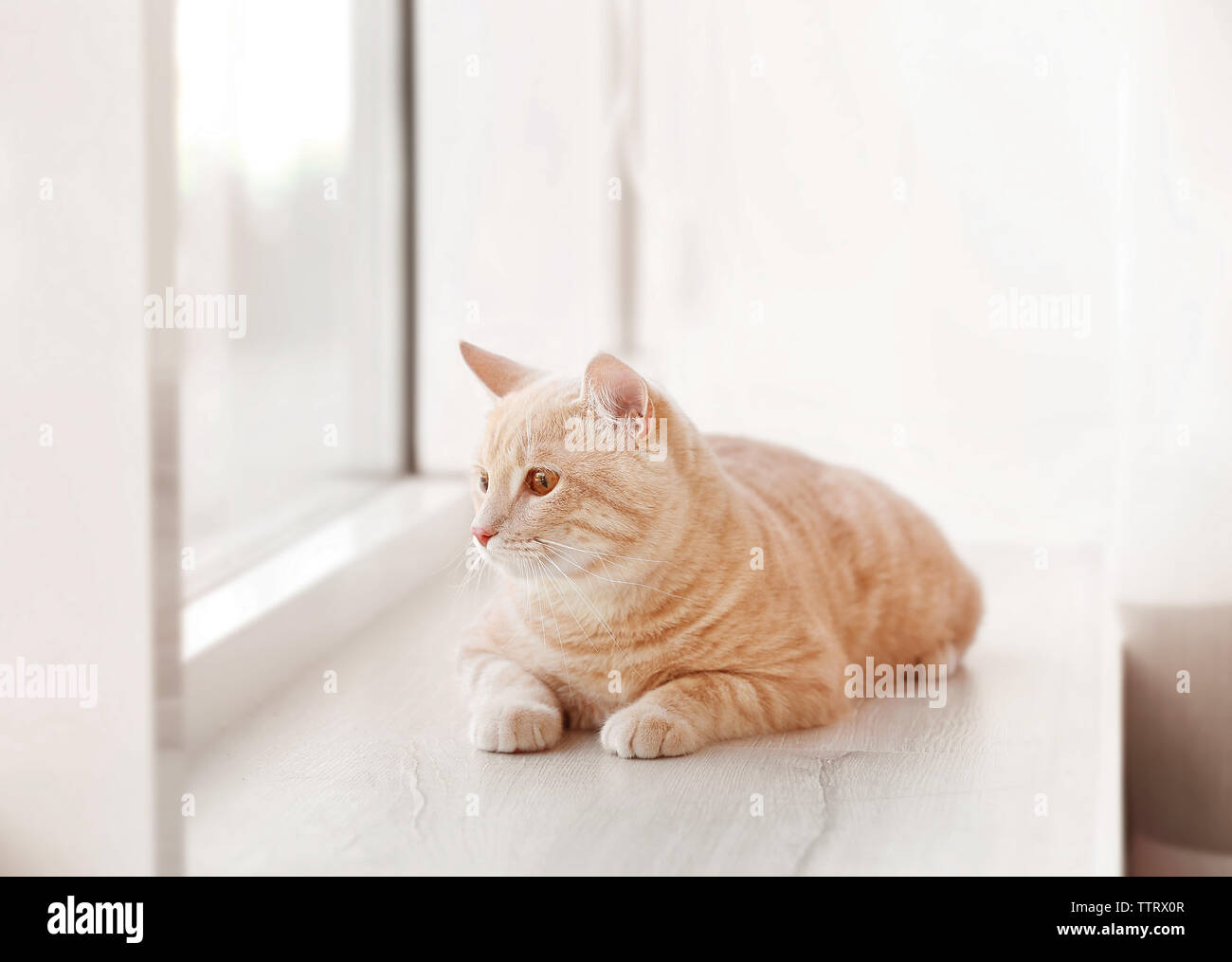 Cute cat on windowsill Stock Photo - Alamy
