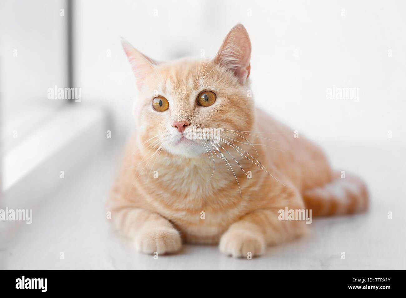 Cute cat on windowsill Stock Photo - Alamy