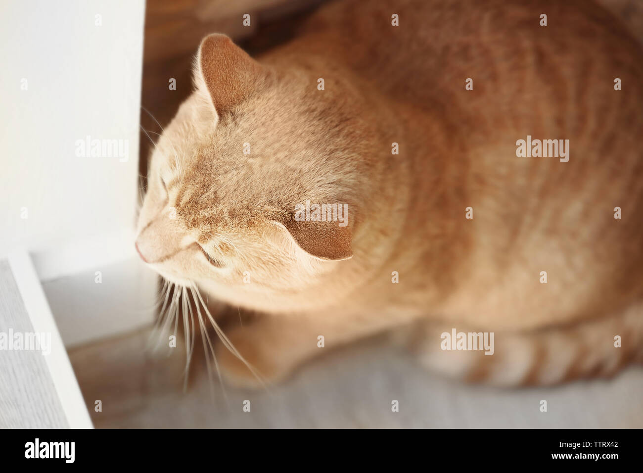 Cute cat in corner Stock Photo - Alamy