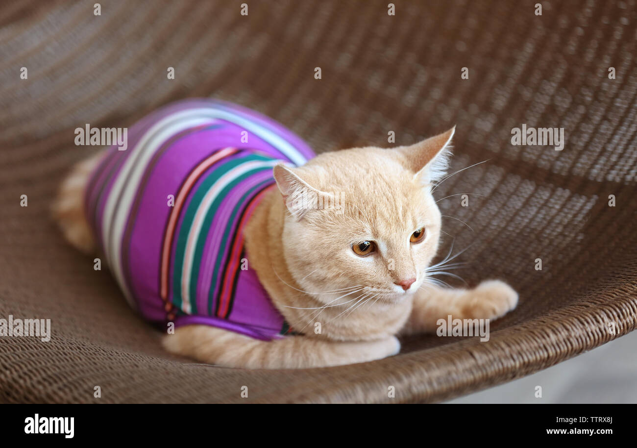 Funny cat in clothes on wicker chair Stock Photo - Alamy