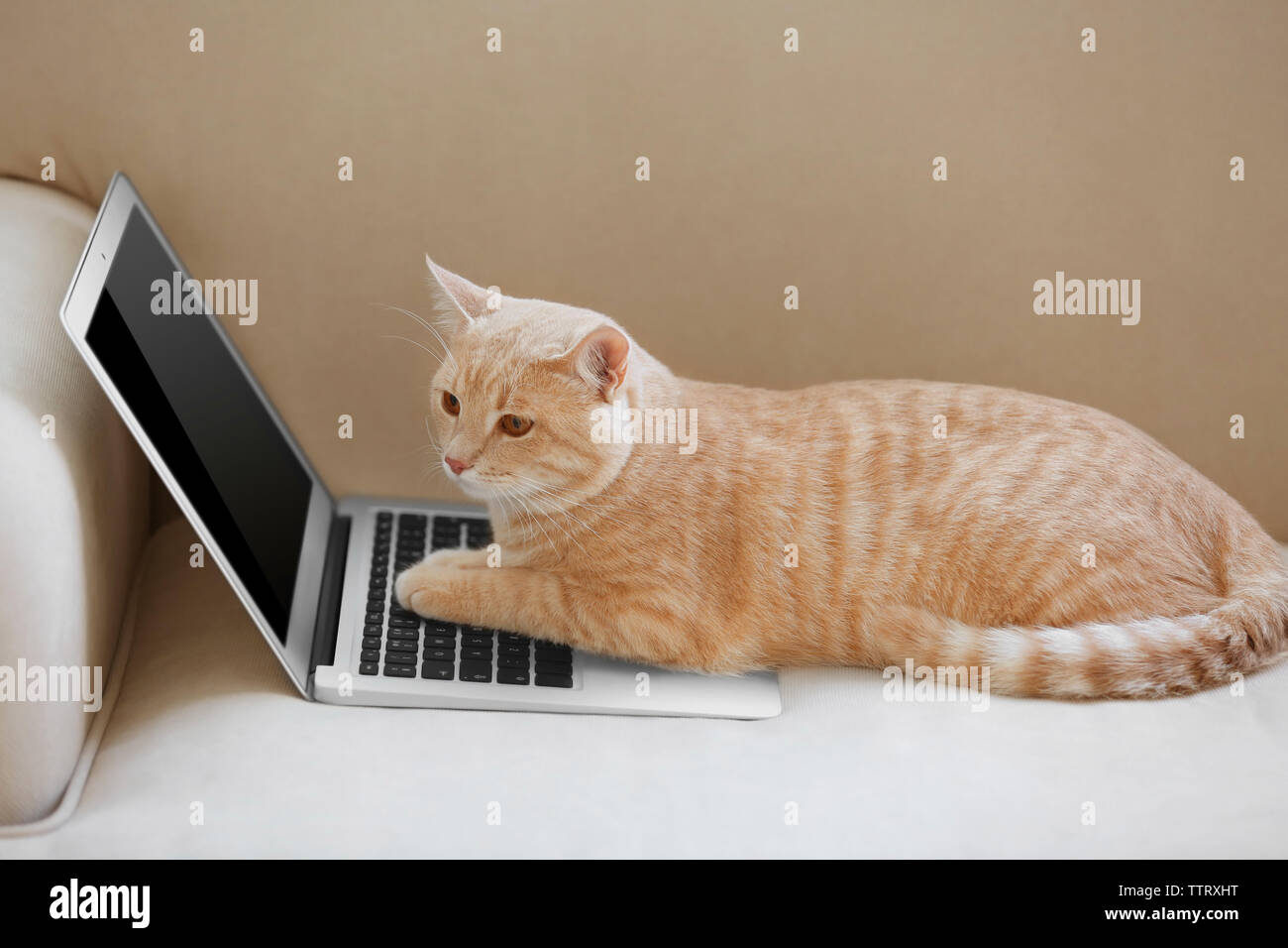 Cute cat with laptop on coach Stock Photo - Alamy