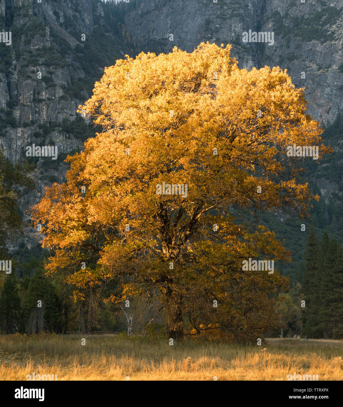 Meadow with pine trees hi-res stock photography and images - Alamy