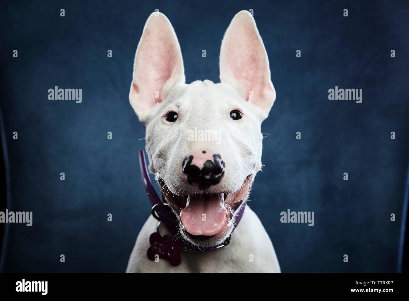 Close-up portrait of dog panting while sitting on chair Stock Photo - Alamy