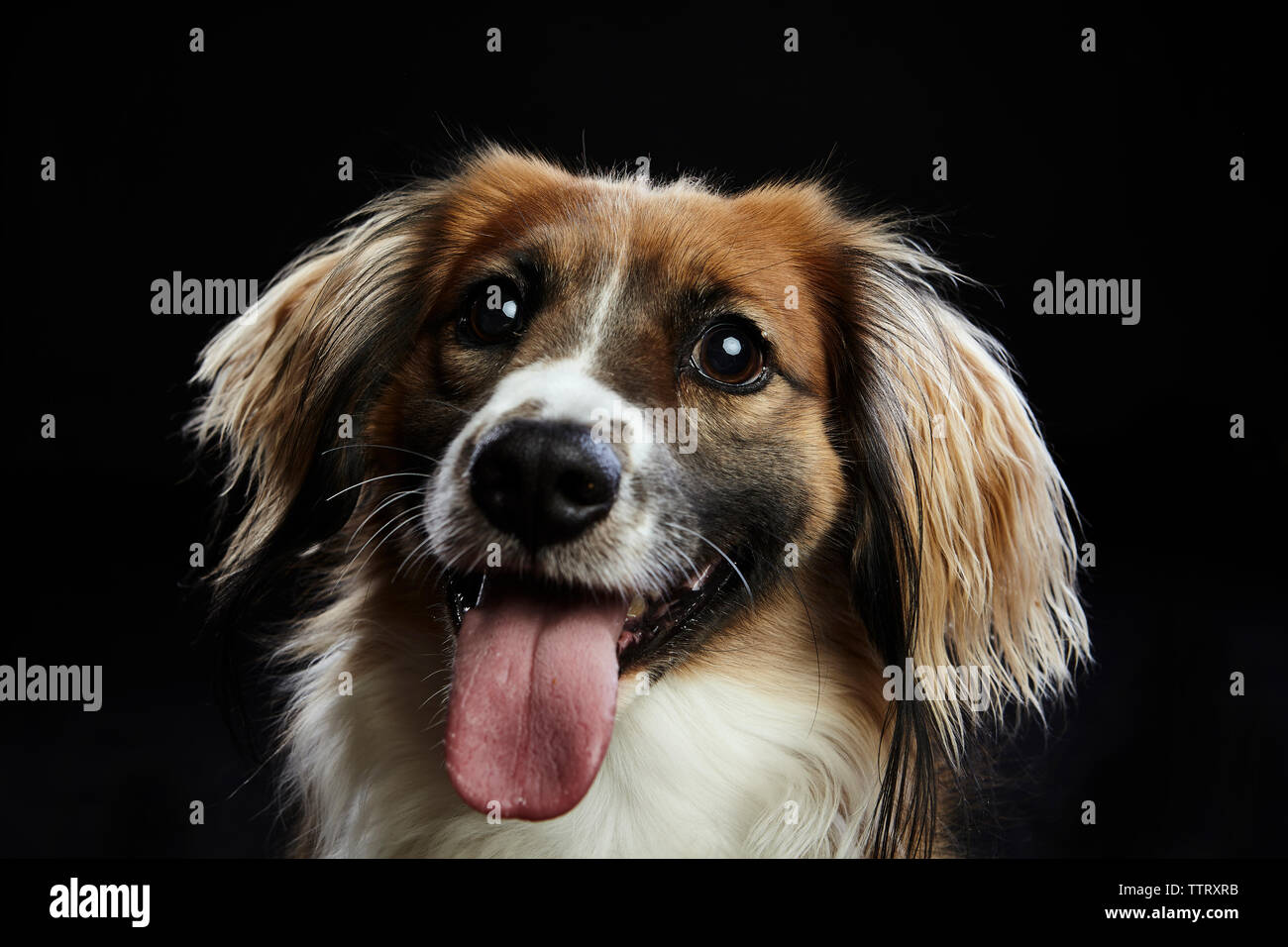 Black dog panting hi-res stock photography and images - Alamy