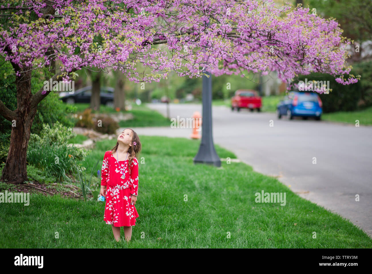 Girl looking at flowers growing on tree at park during springtime Stock ...