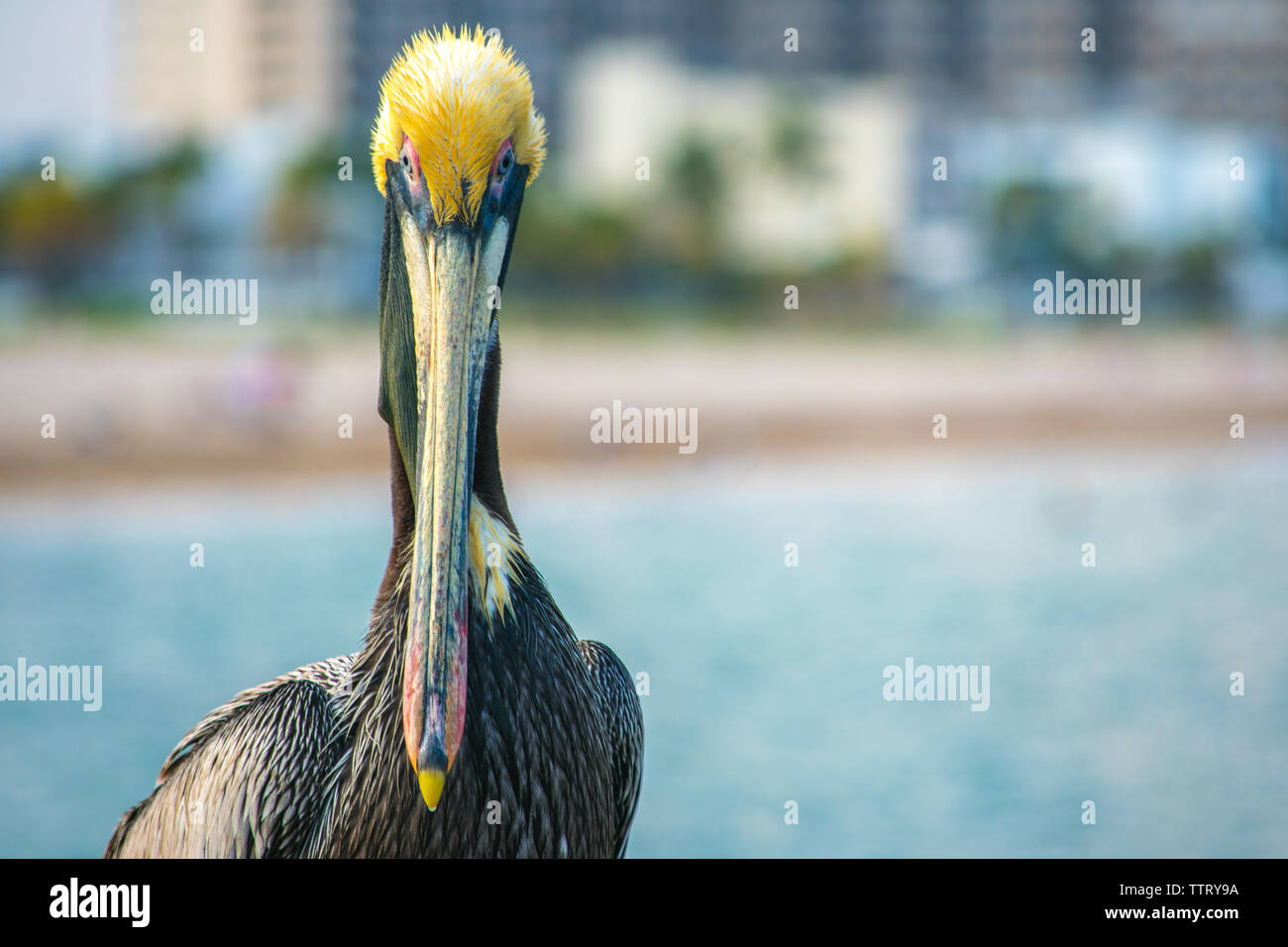 SeaGull Close up on the Beach Front View Stock Photo - Alamy