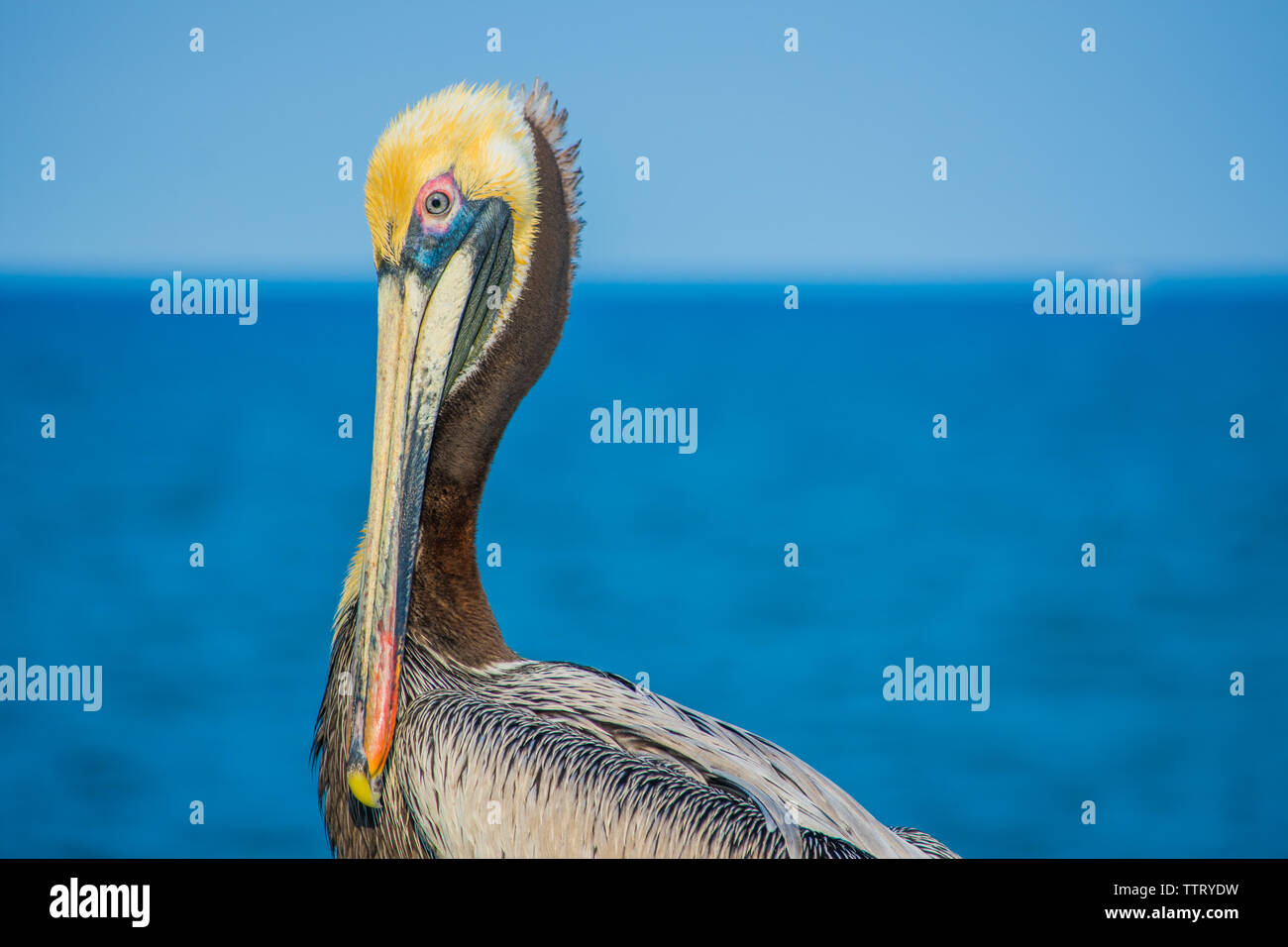 Closed beak pelican hi-res stock photography and images - Alamy