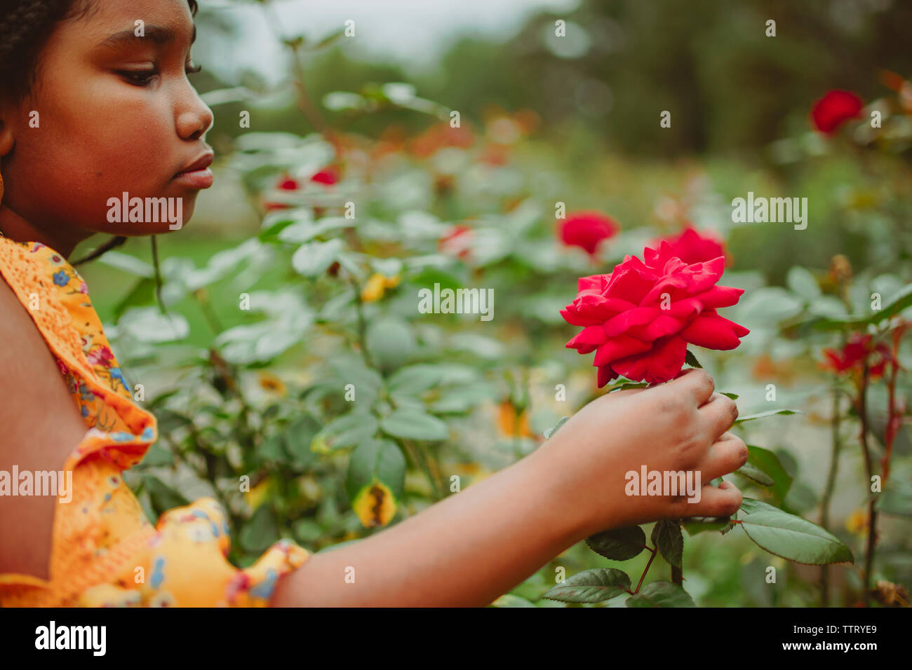 Female hand picking flowers hi-res stock photography and images - Alamy