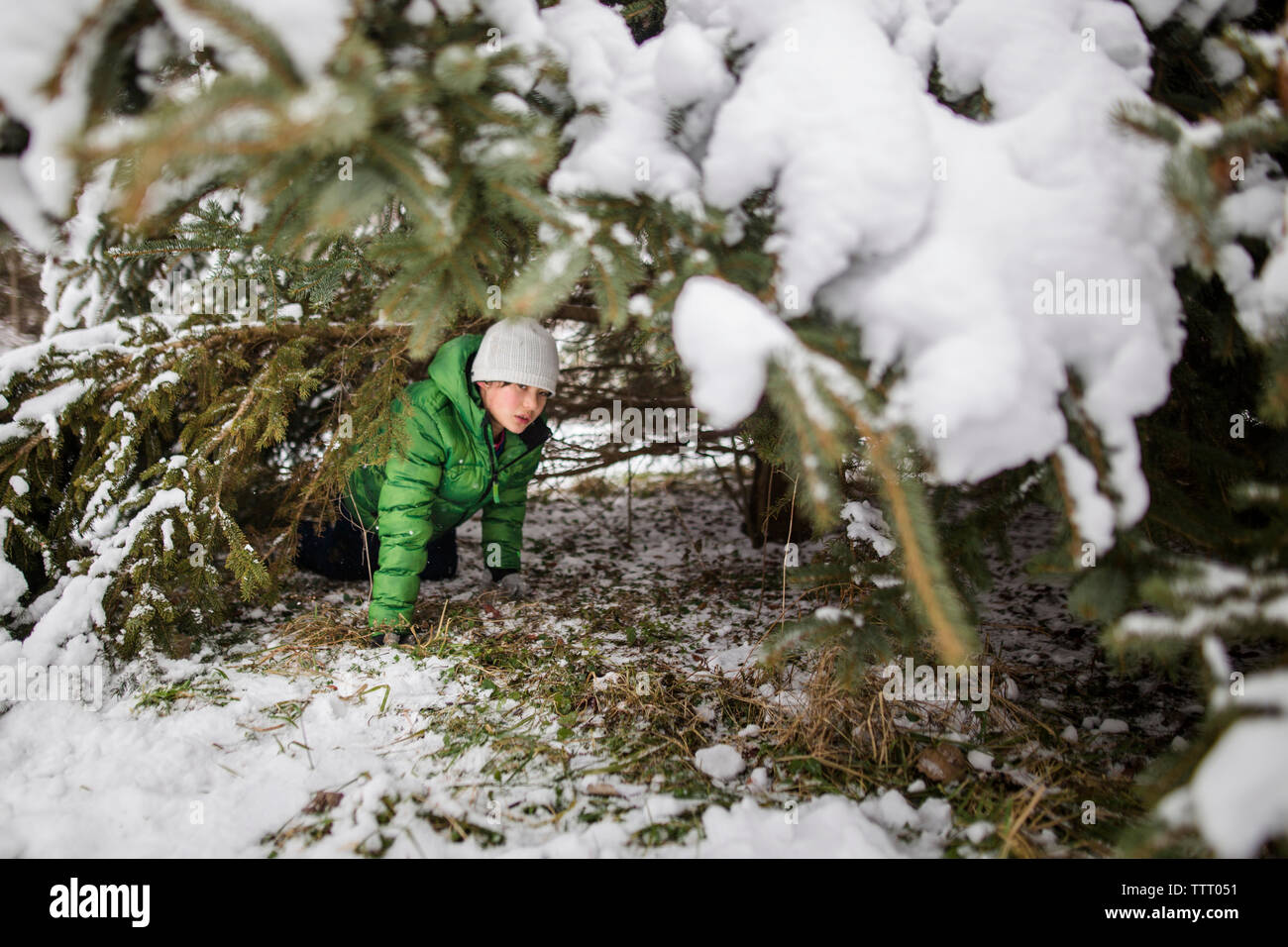A small child plays in a fort under the branches of a snowy pine tree ...