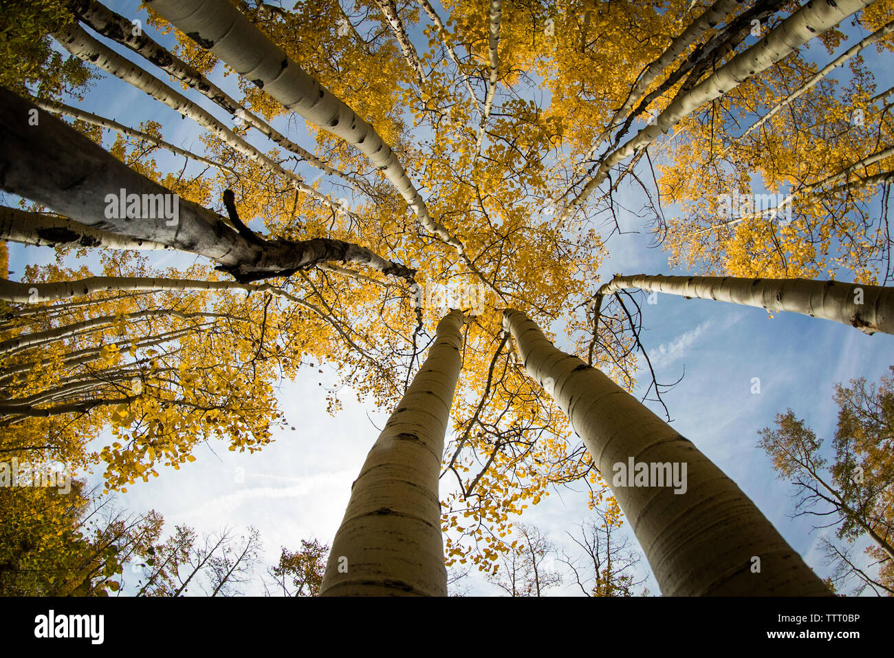 Aspen changing colors hi-res stock photography and images - Alamy