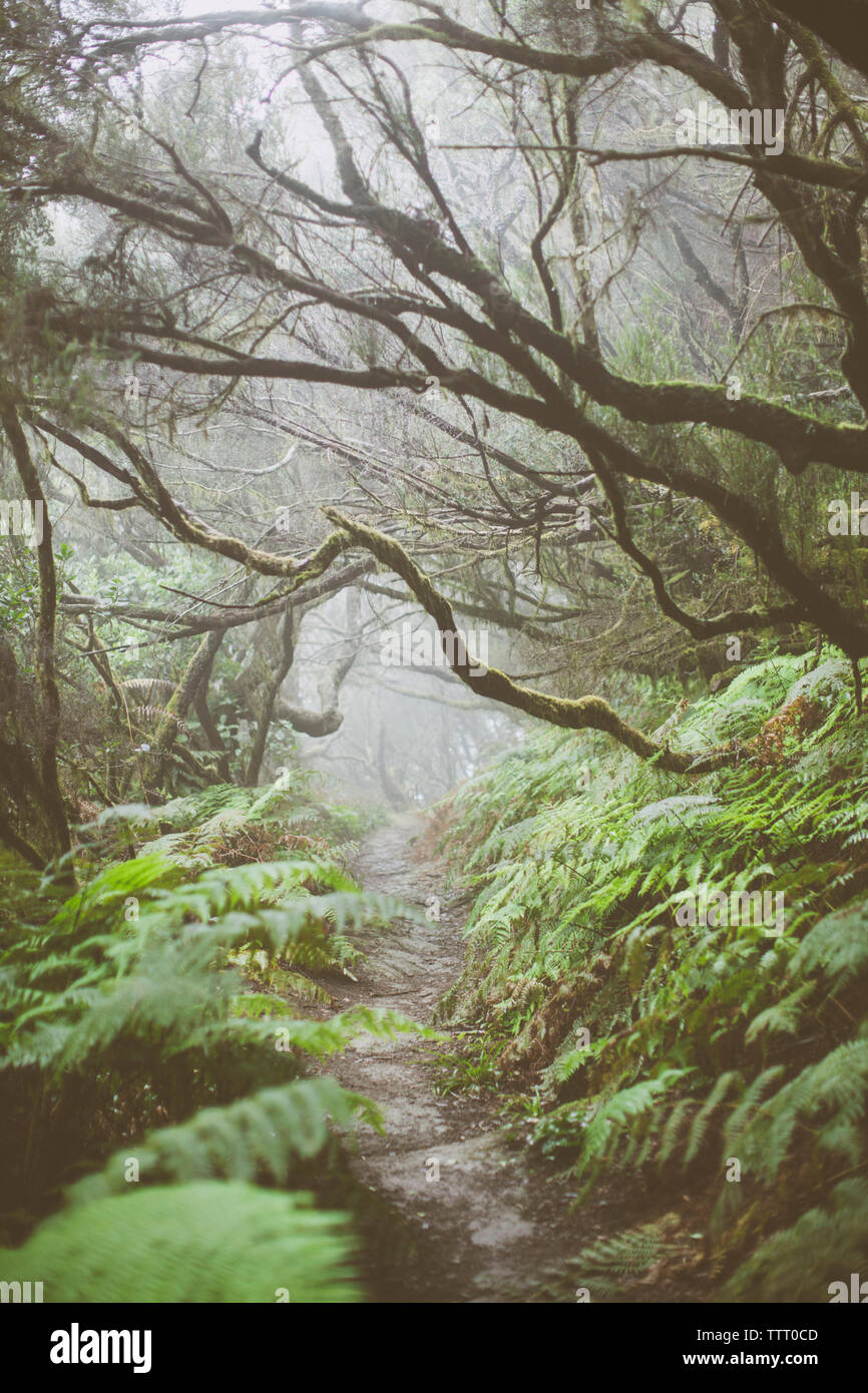 High angle view of pathway amidst plants and trees in forest Stock ...