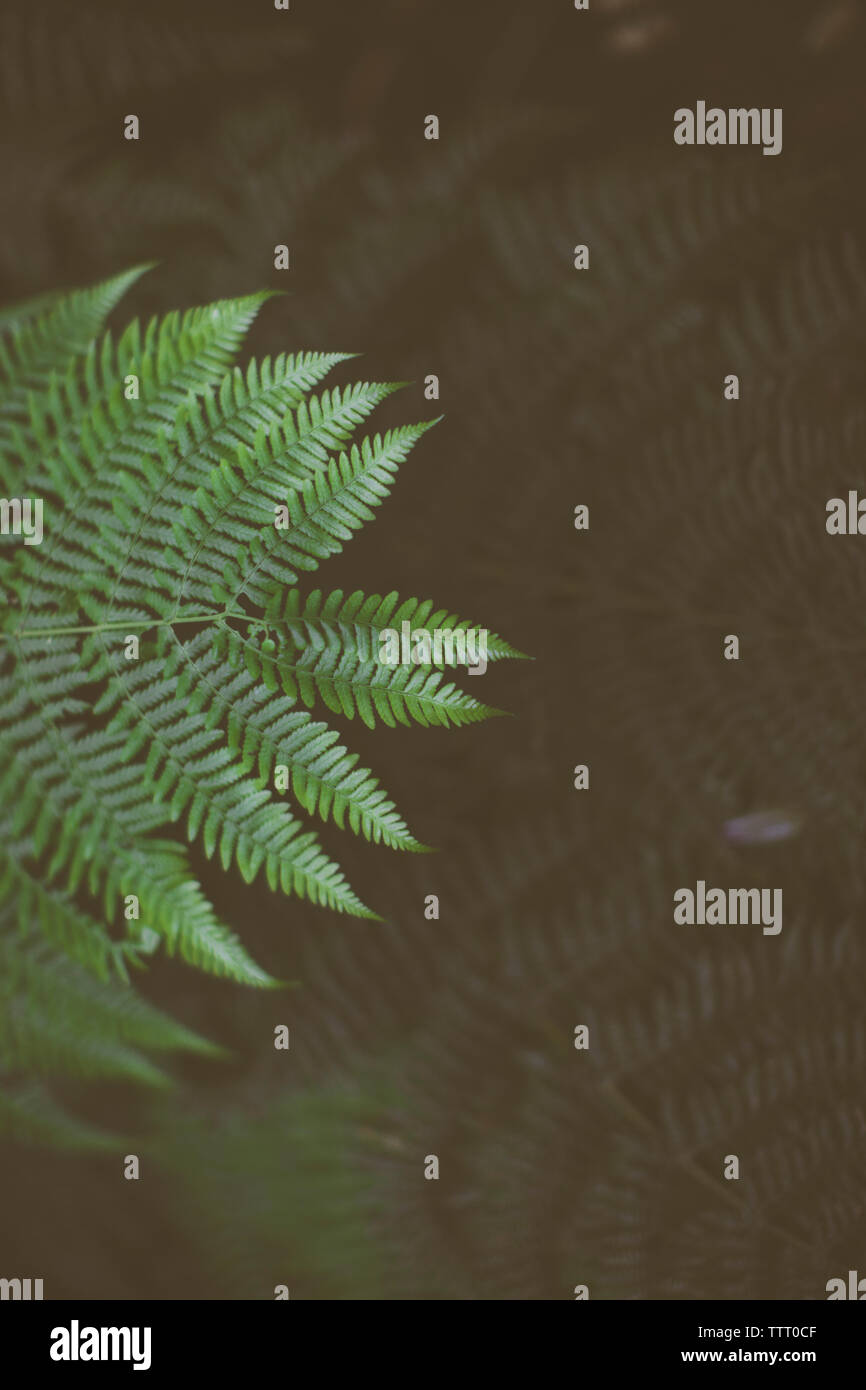 High growing plants hi-res stock photography and images - Alamy