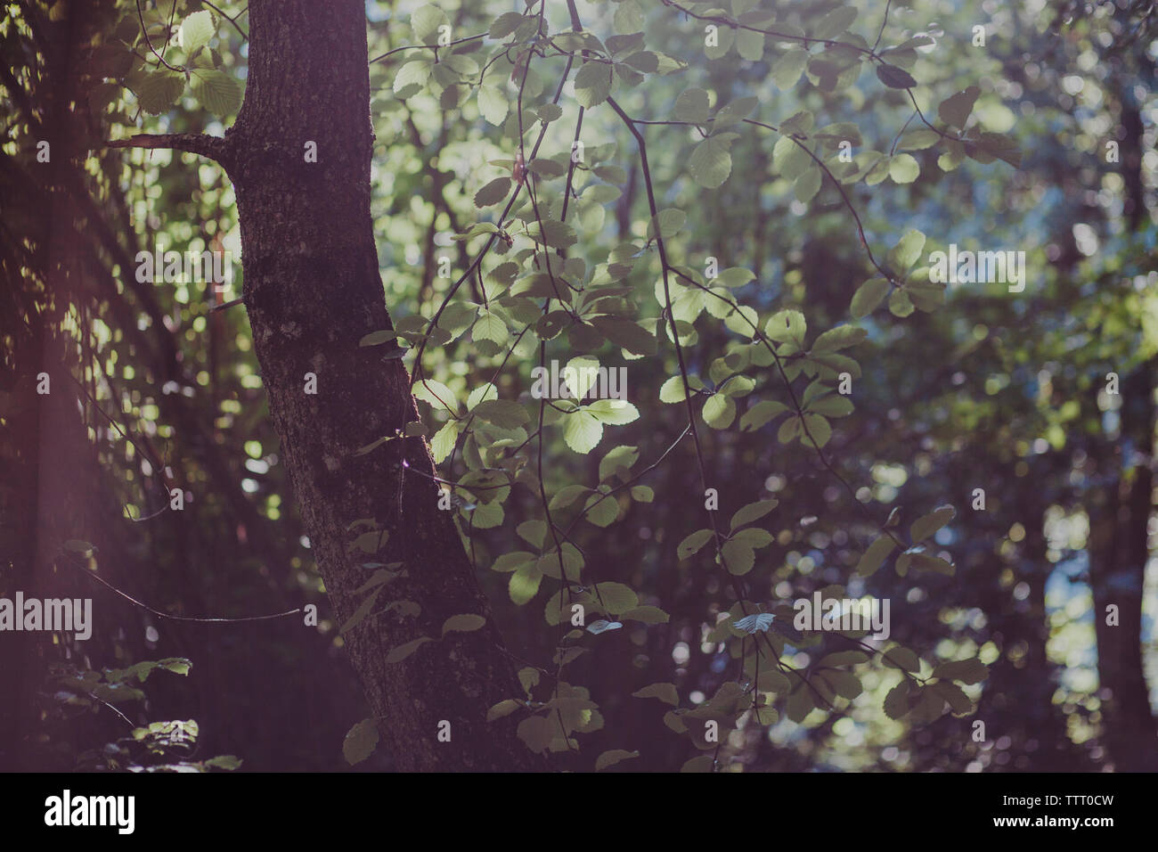 Hanging From Trees High Resolution Stock Photography and Images - Alamy