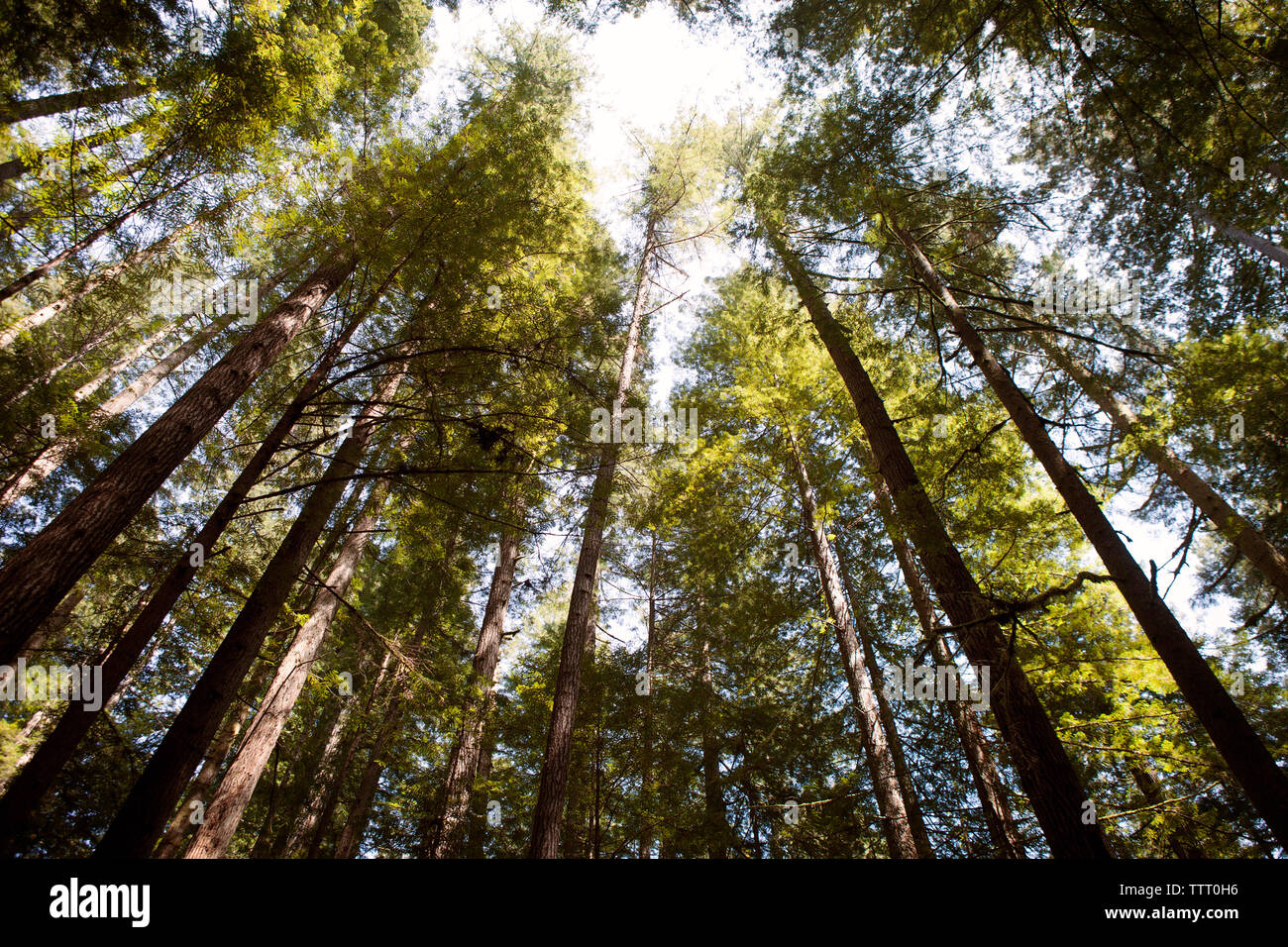 Forest redwood hi-res stock photography and images - Alamy