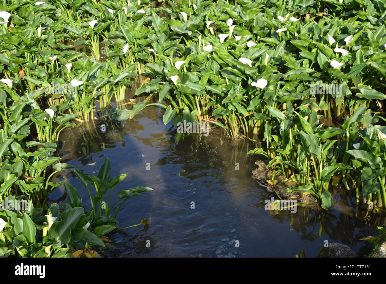 Calla field hi-res stock photography and images - Alamy