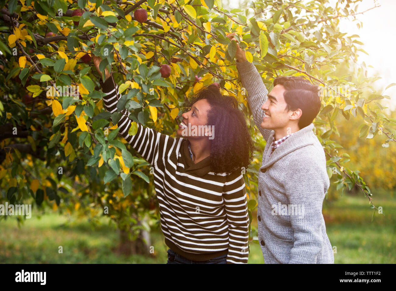 African orchard hi-res stock photography and images - Alamy