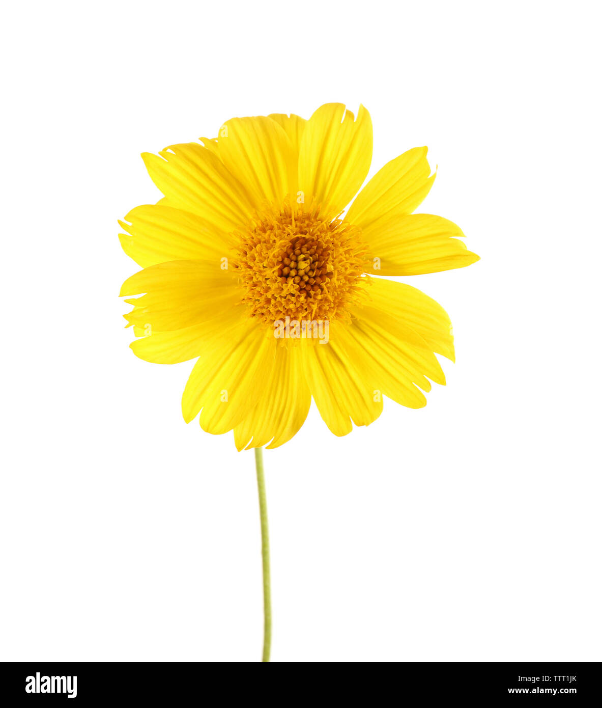 Yellow wildflower isolated on white Stock Photo - Alamy