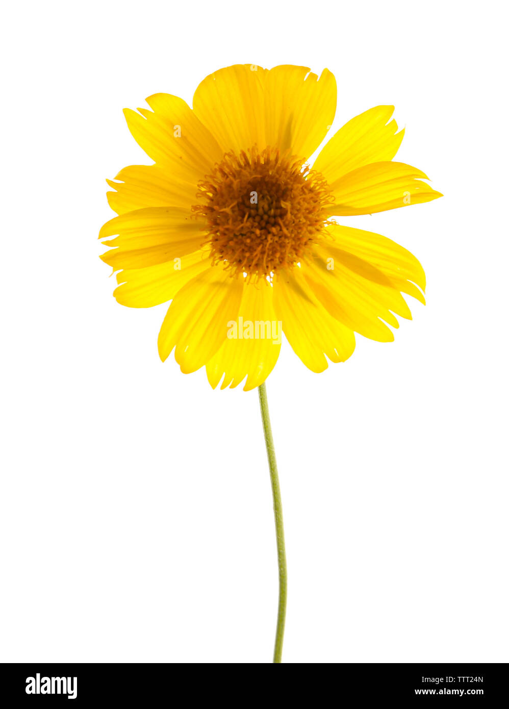 Yellow wildflower isolated on white Stock Photo - Alamy