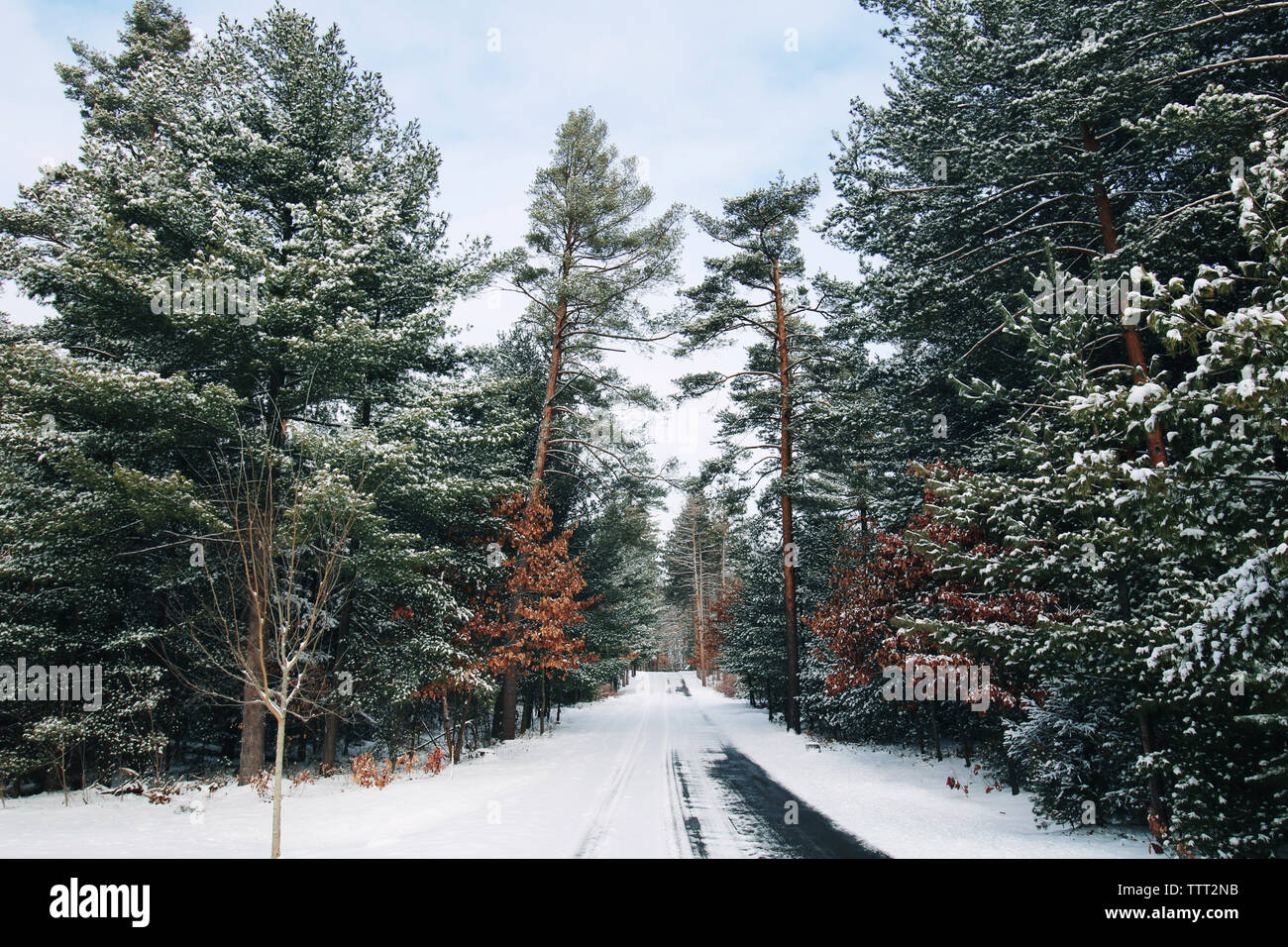 Street covered with trees hi-res stock photography and images - Alamy