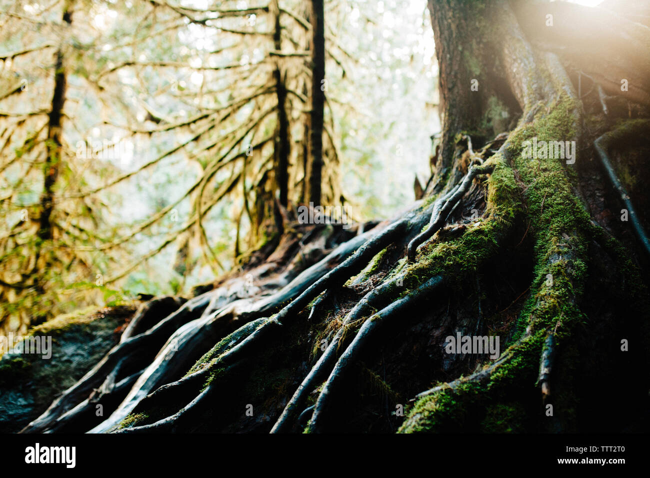 Close-up of moss growing tree roots Stock Photo - Alamy