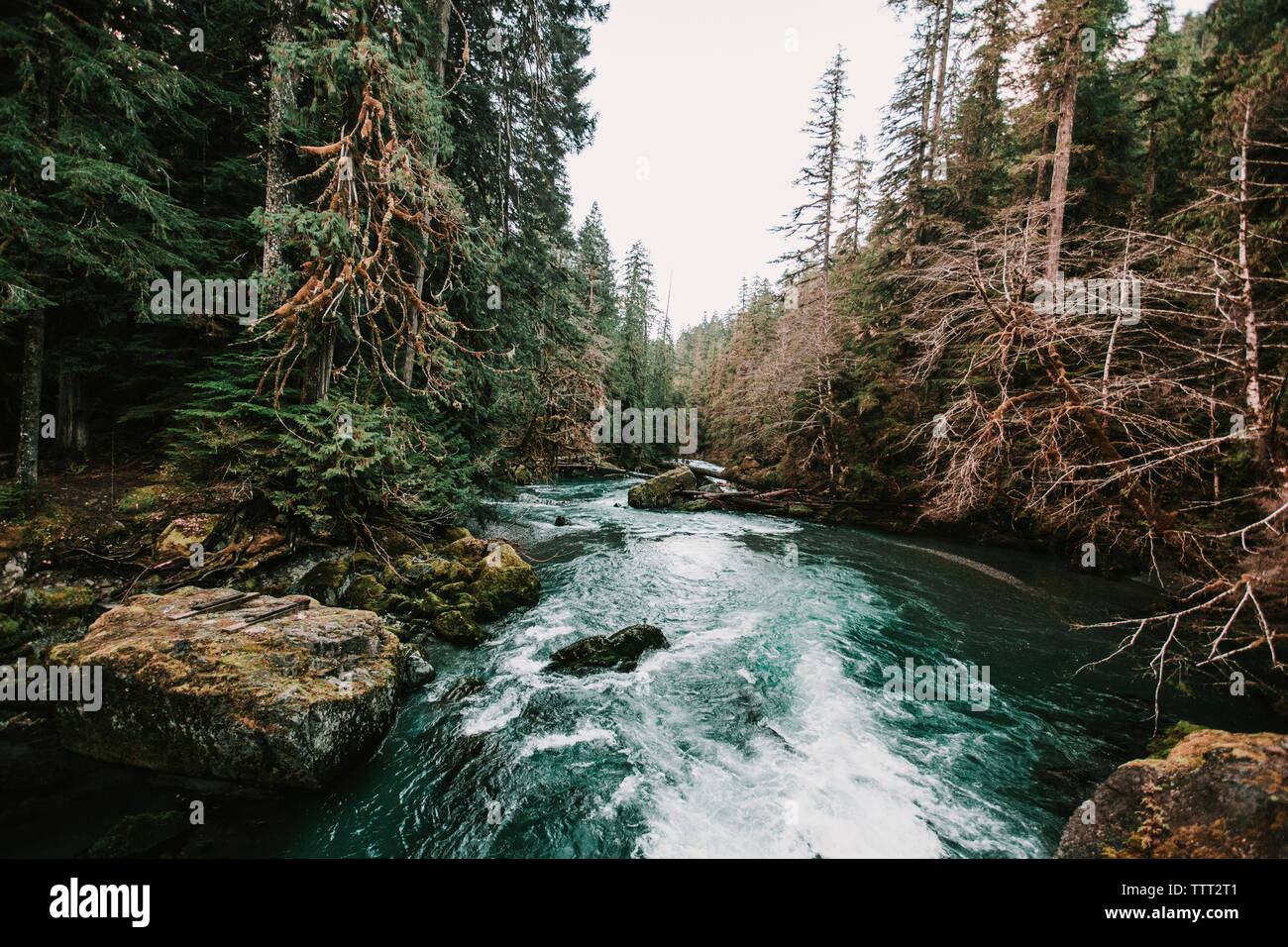 Creek flowing forest hi-res stock photography and images - Alamy