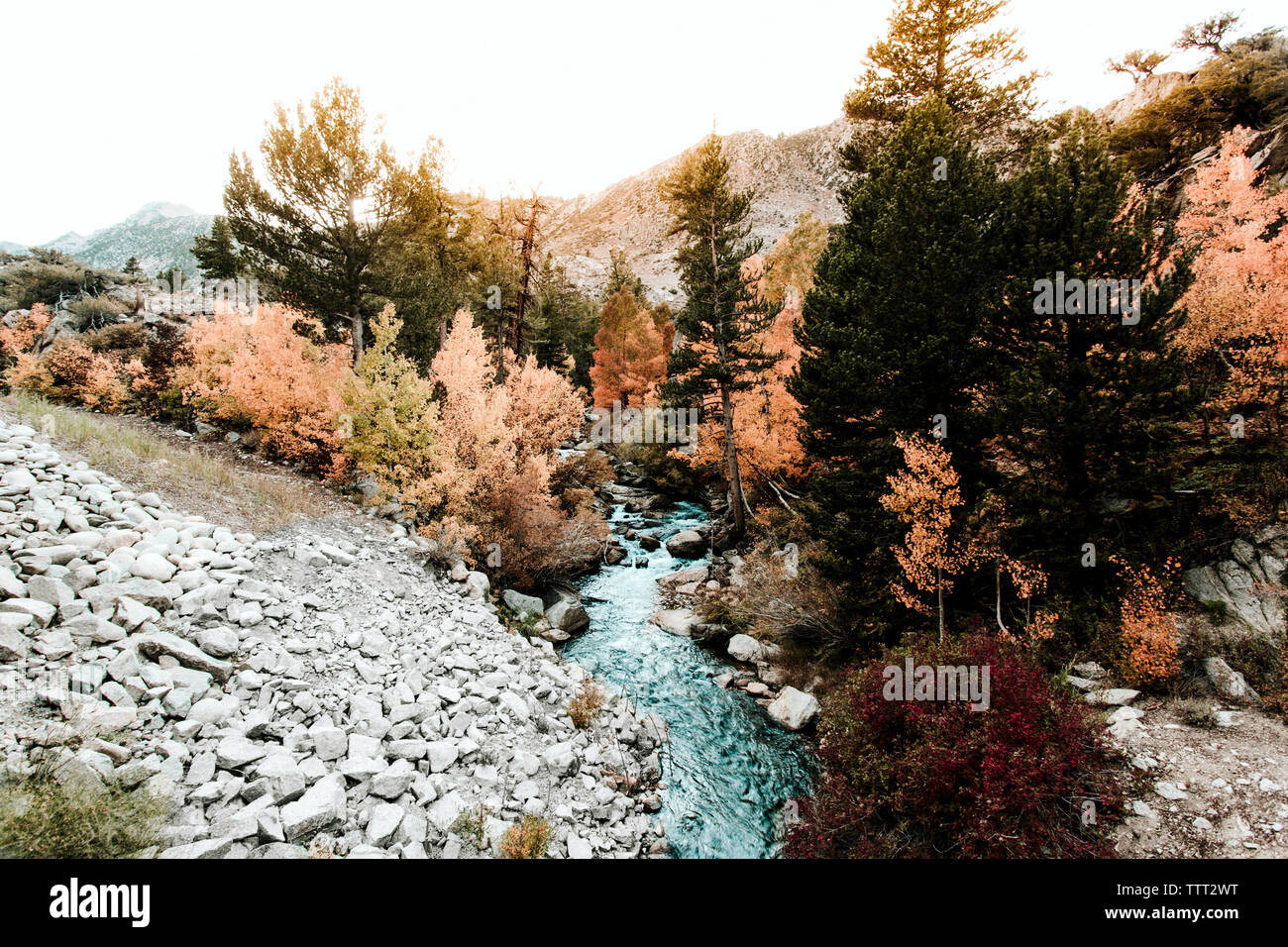 Trees on mountain hi-res stock photography and images - Alamy