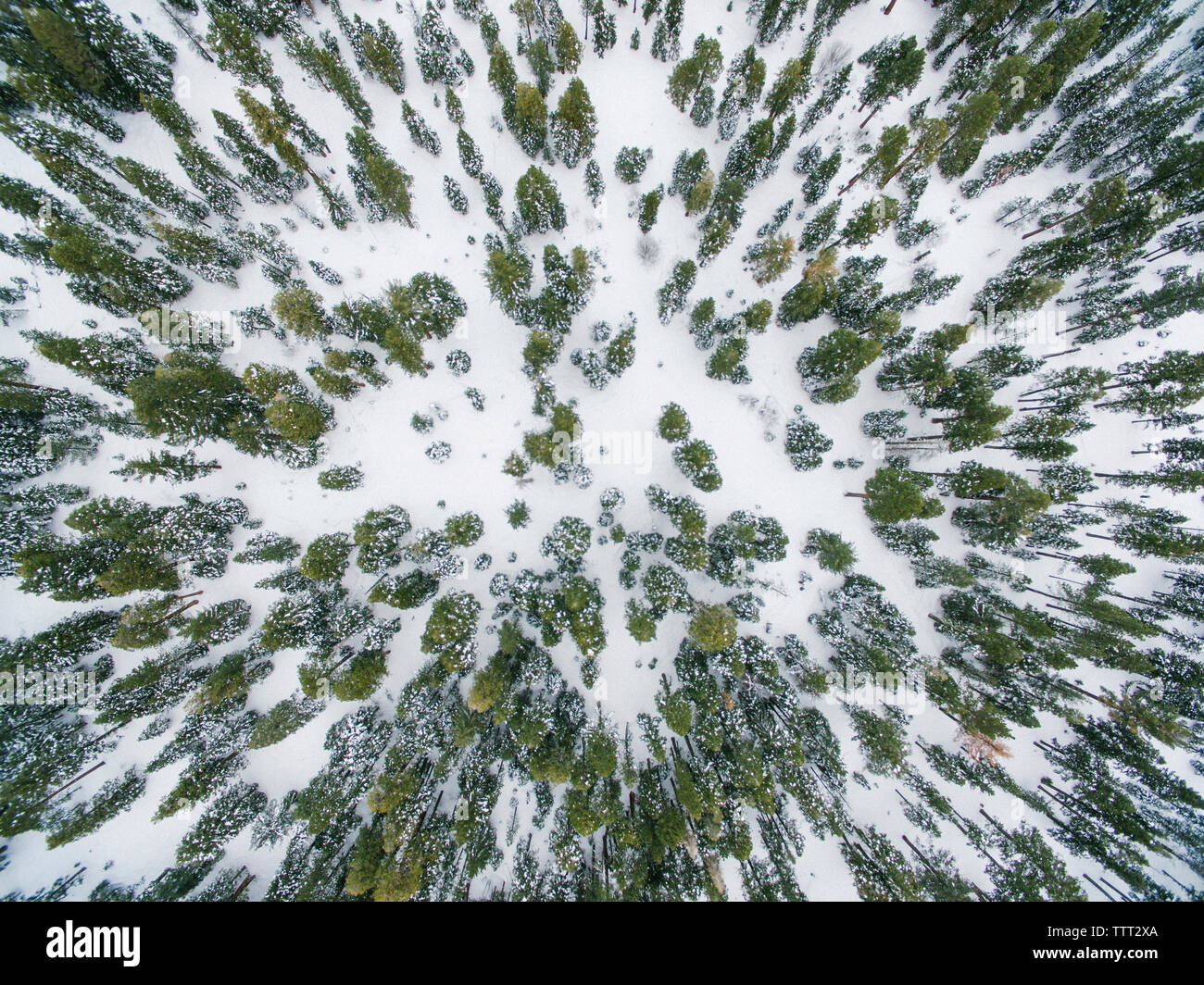 Aerial overhead view trees hi-res stock photography and images - Alamy