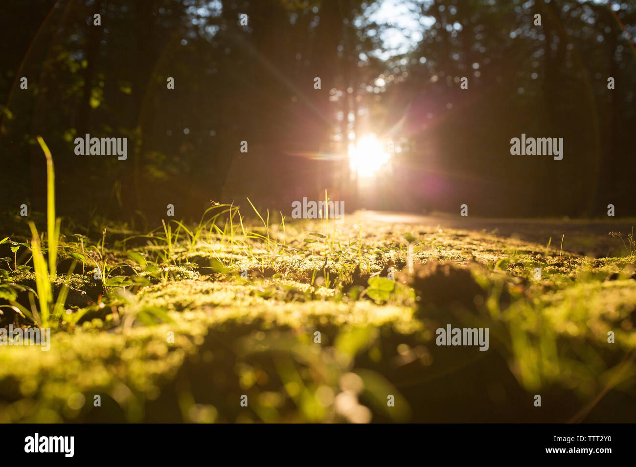 Sunbeams during sunset hi-res stock photography and images - Alamy