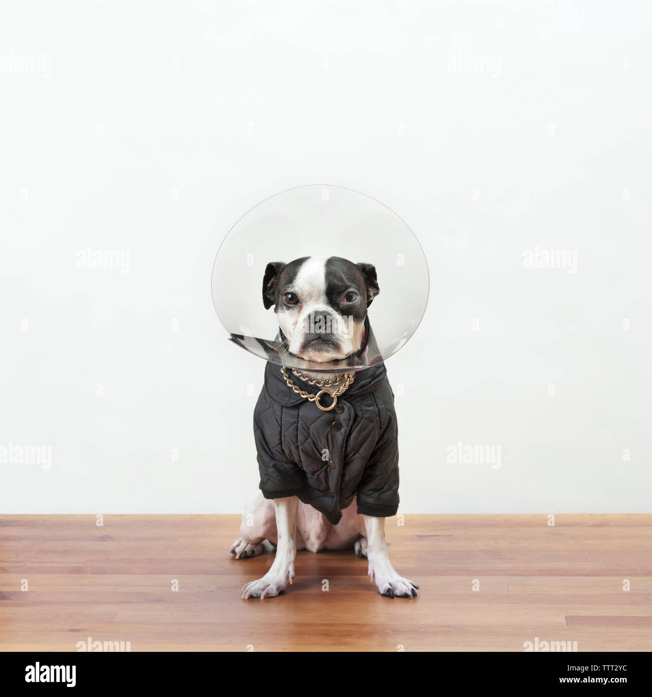 White collar people hi-res stock photography and images - Alamy