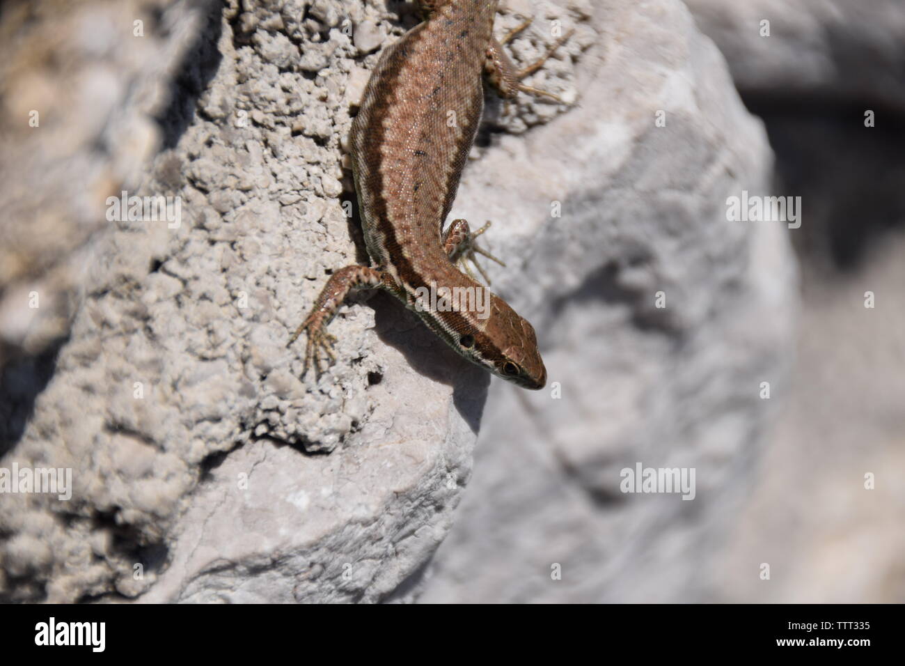 A lizard on a stone wall in Europe Stock Photo - Alamy