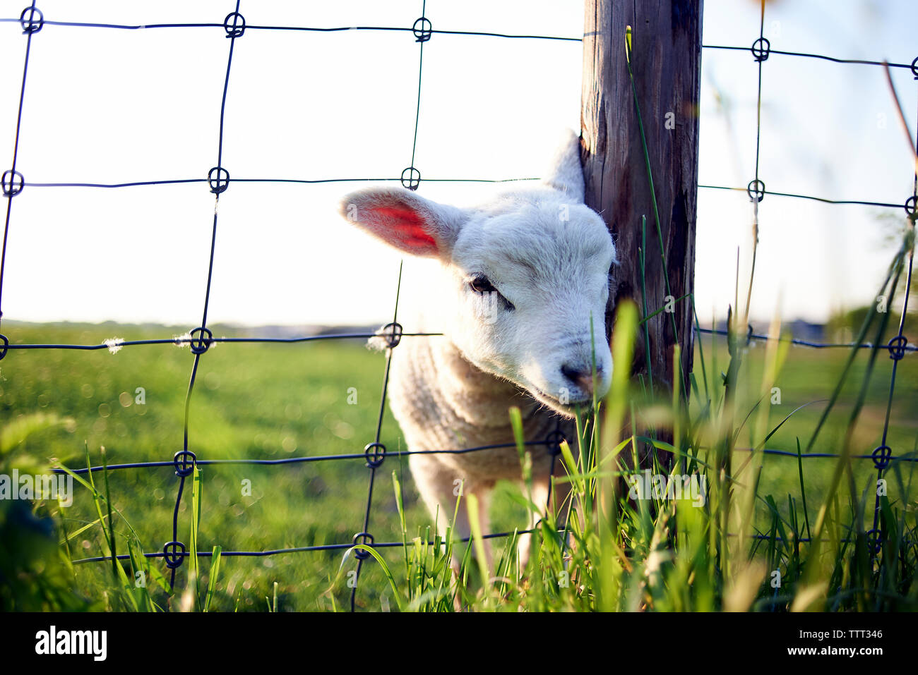 Sheep lamb standing field day hi-res stock photography and images - Alamy