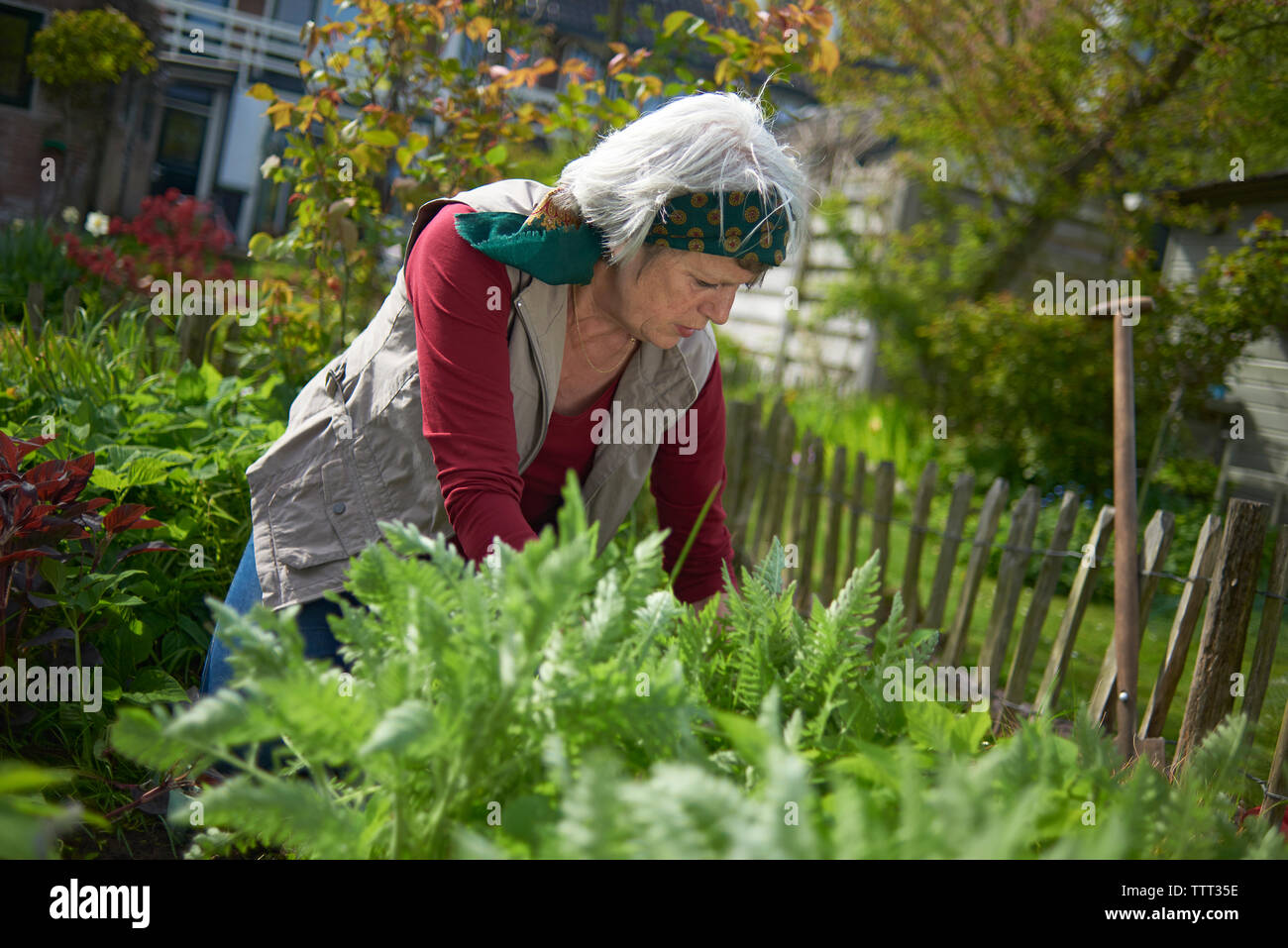 Old Woman Gardening Stock Photos & Old Woman Gardening Stock Images - Alamy