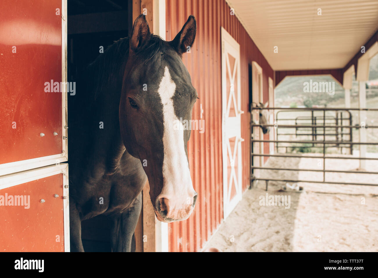 Stable environment hi-res stock photography and images - Alamy