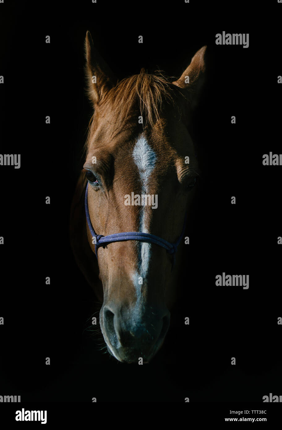 Livestock background hi-res stock photography and images - Alamy