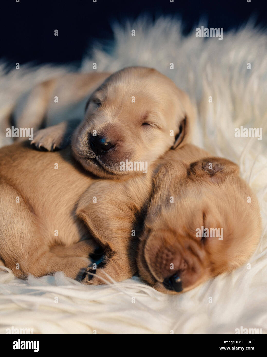 Dogs sleeping together hi-res stock photography and images - Alamy