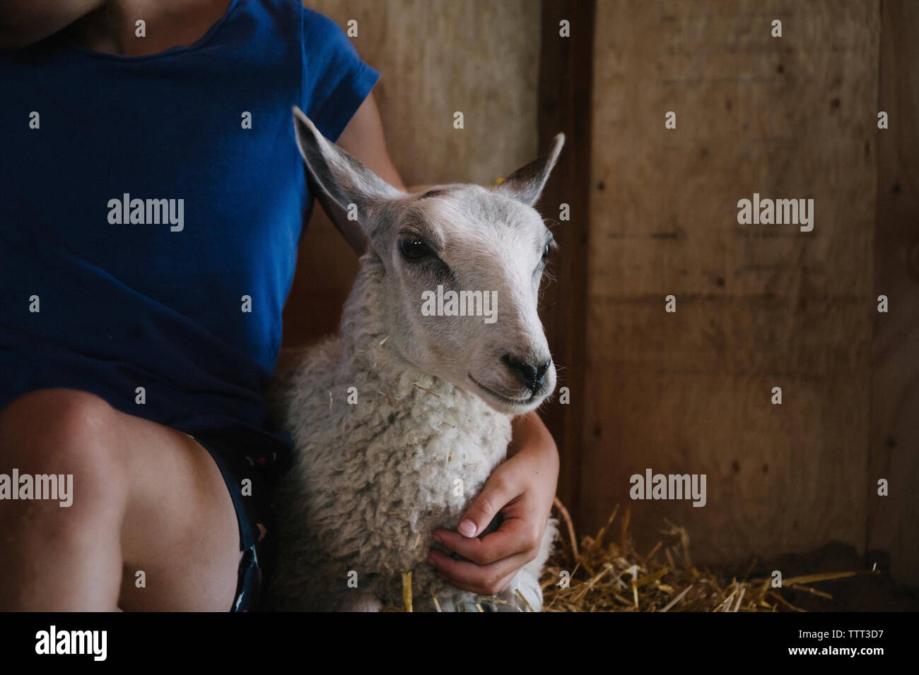 Sheep holding hi-res stock photography and images - Alamy